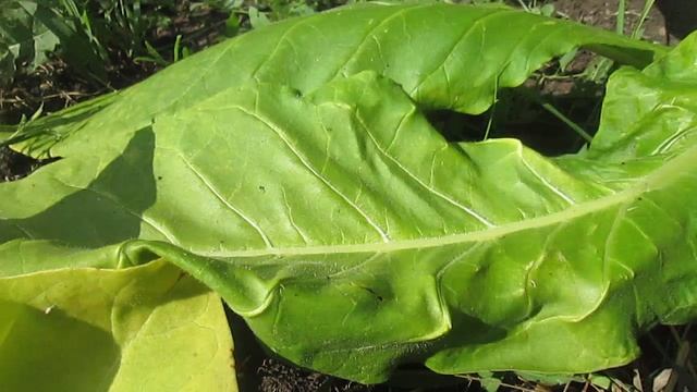 Первая ломка табака