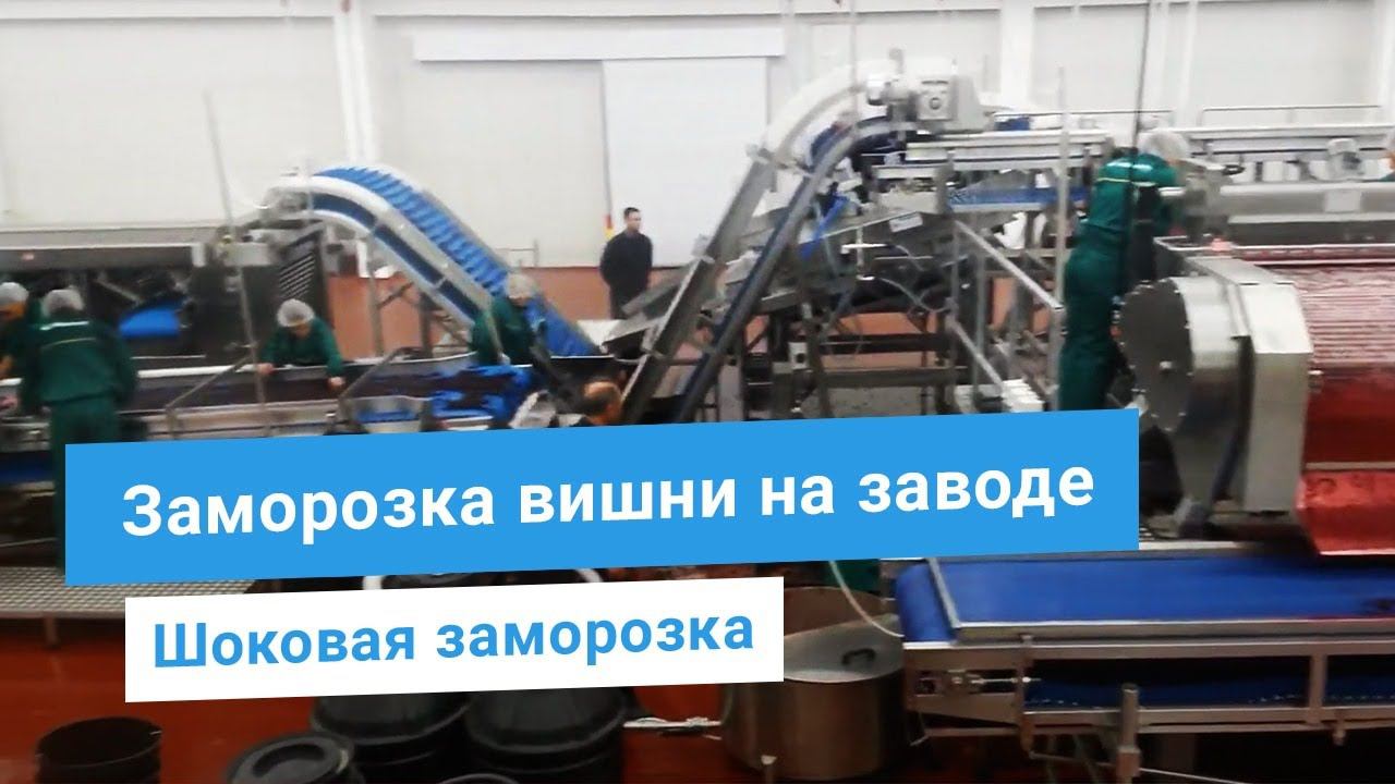 Линия переработки вишни: мойка, удаление косточки, шоковая заморозка. Оборудование для ягод под ключ