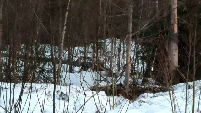 Зайчик перепрыгивал дорогу и скрылся в лесу