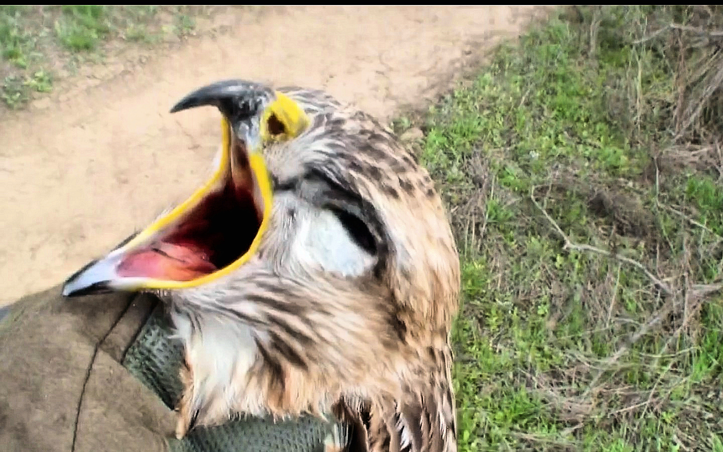 Нелепая смерть гордой  птицы и "чудесный клад"  чудесных ложек