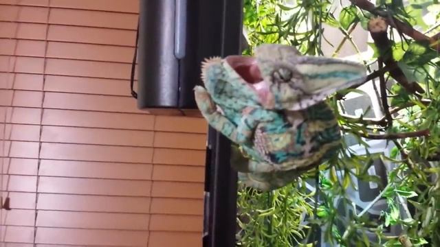 10 самых интересных экзотических домашних животных