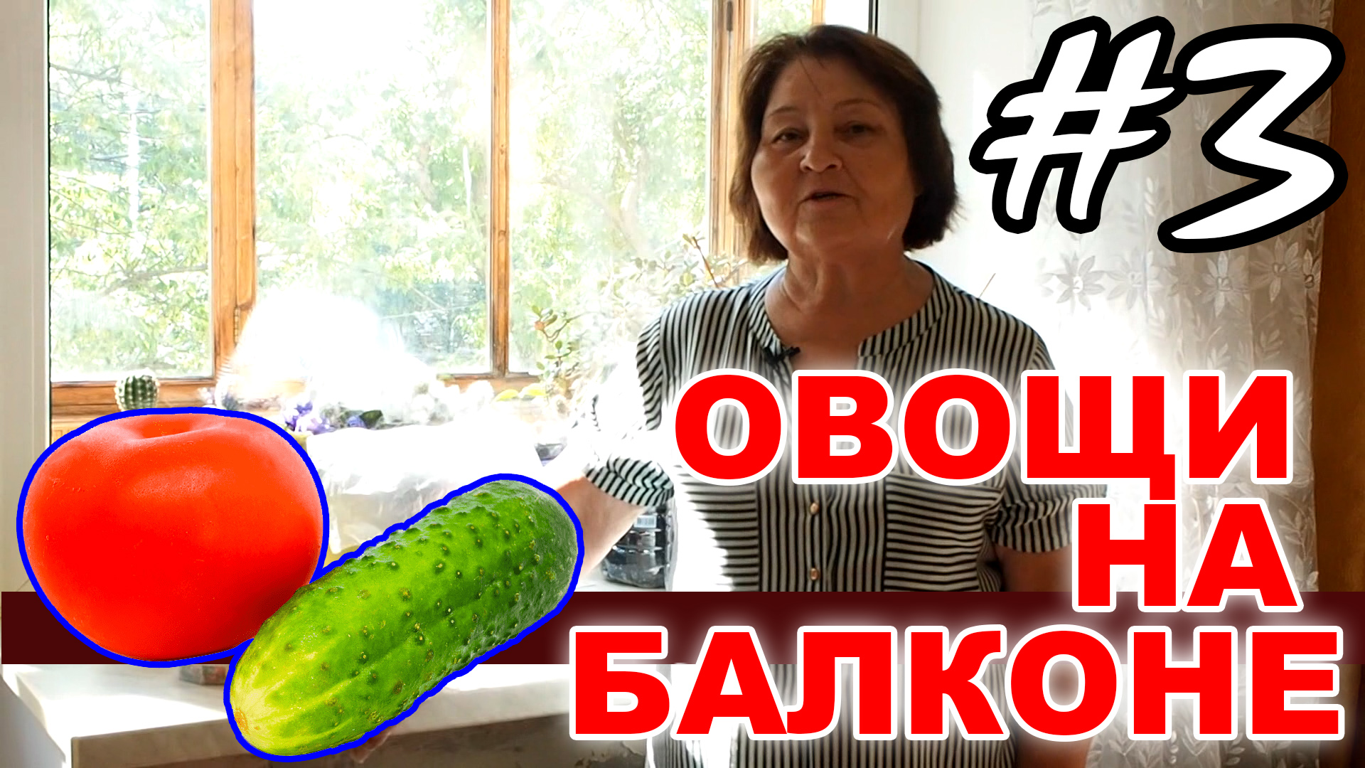 Выращиваем овощи огурцы и помидоры на балконе. Эксперимент - #3