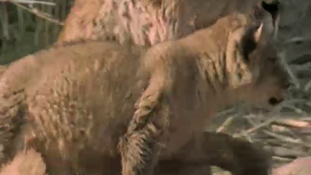 A2-01 Animal Families