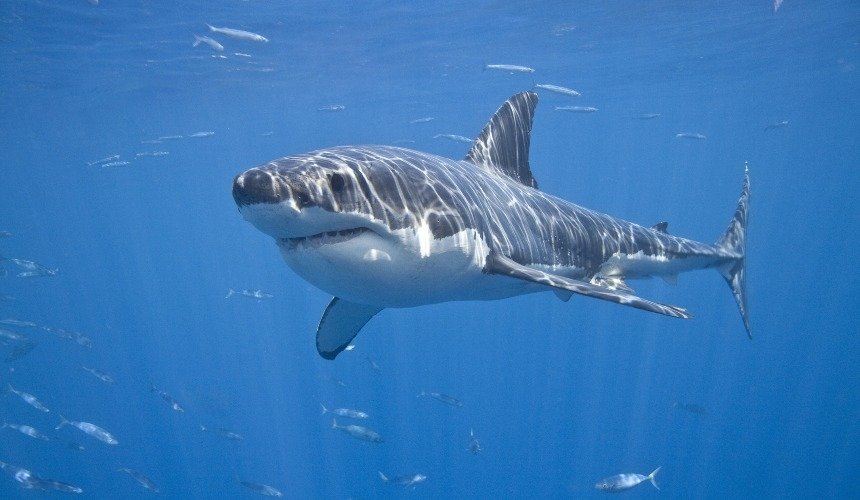 К.Сен-Санс. Карнавал животных.12.