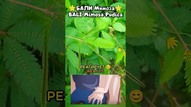 ? «Bali Mimosa Pudica / Бали Мимоза Стыдливая»