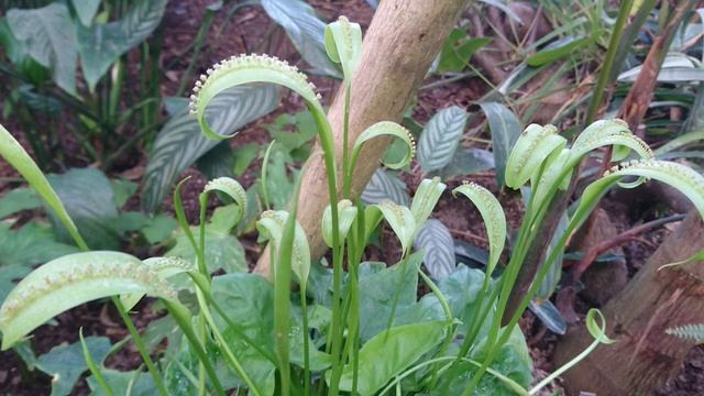 Ботанический сад Орхус, оранжереи тропического леса.  5 марта 2022, Дания