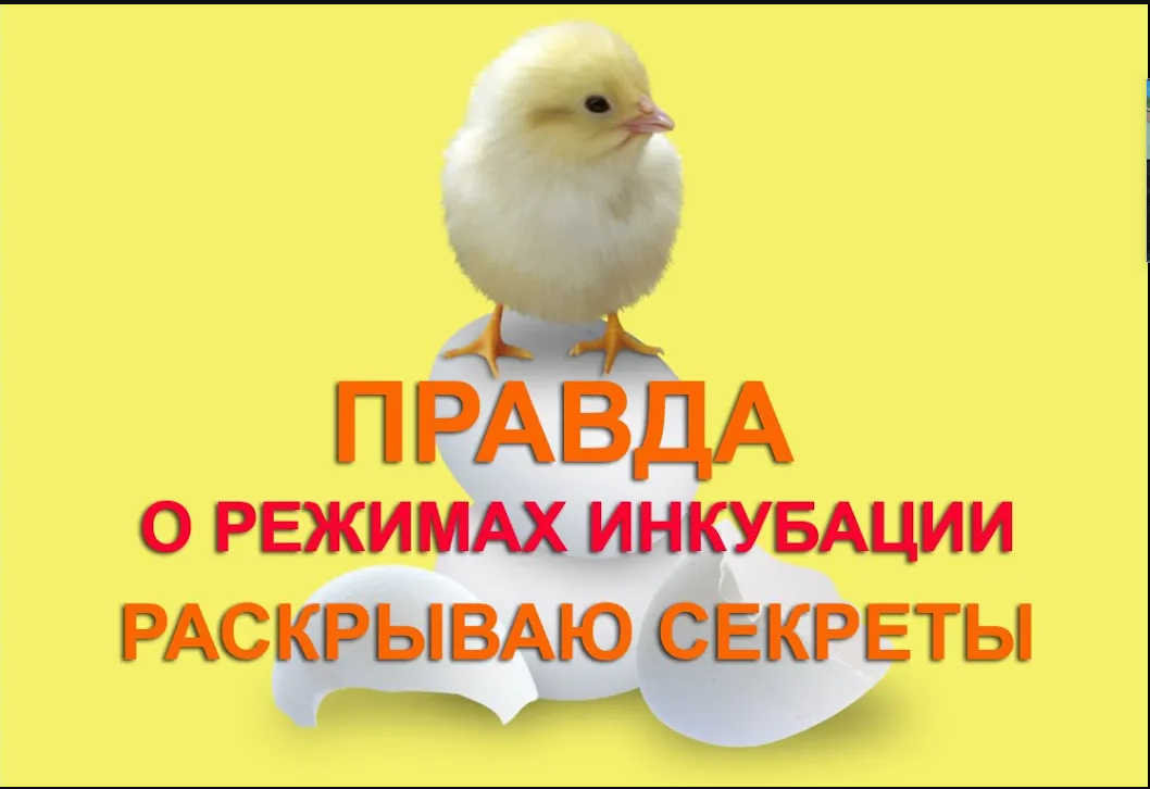ВСЯ ПРАВДА ОБ ИНКУБАЦИОННОМ РЕЖИМЕ _ 100% ВЫВОД _ секреты инкубации