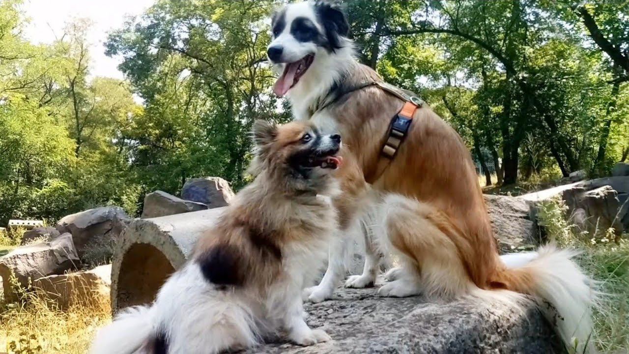 Гончая лиса и пушистый колобок. Шуля & Джоли