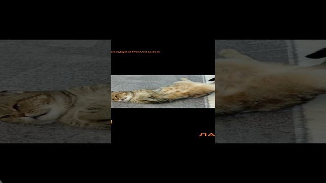 Красота зависла 😅😽😽😽#shorts