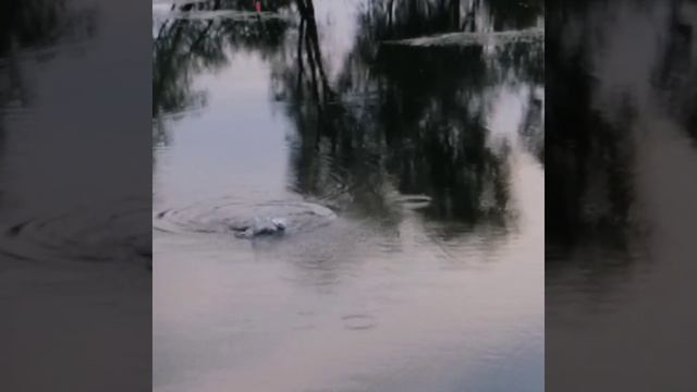 КАРАСЬ НА УДОЧКУ