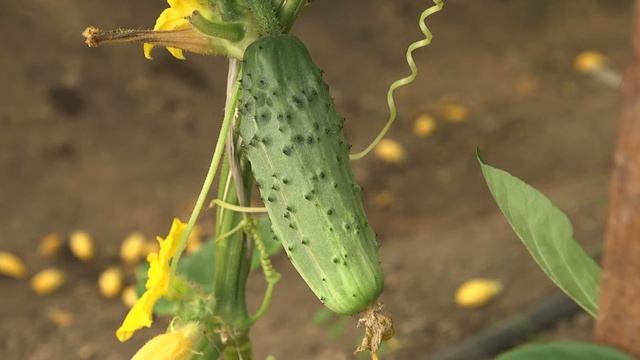 Осужденные исправительной колонии приступили к консервации сезонной продукции