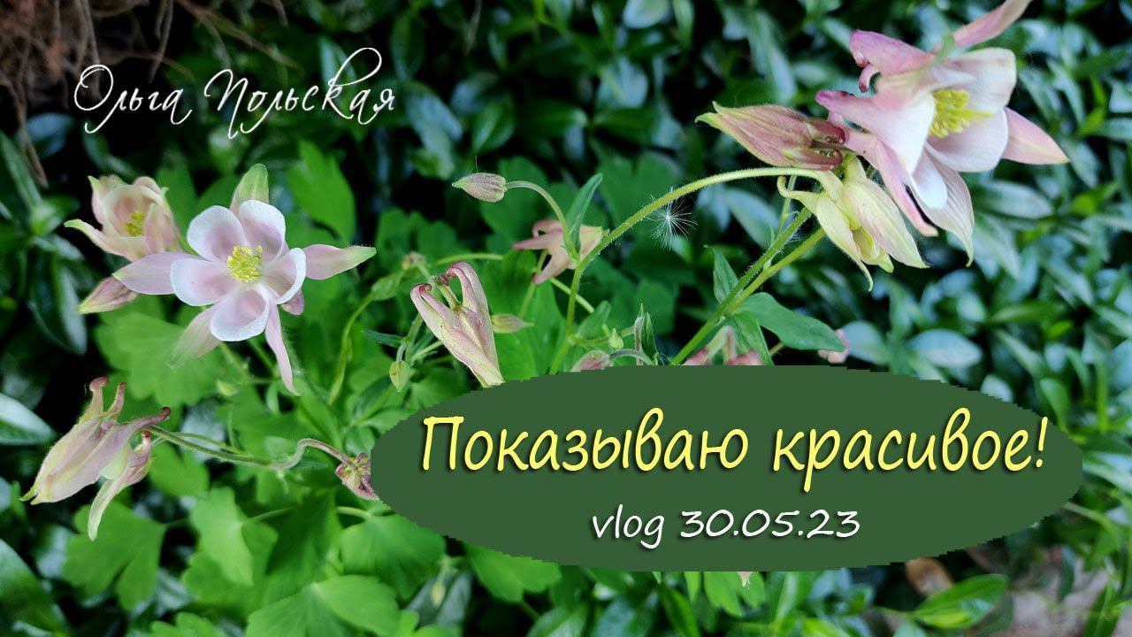 Что сейчас цветет на даче. Показываю красивое | Vlog Дача как есть. Хроника  30.05.2023