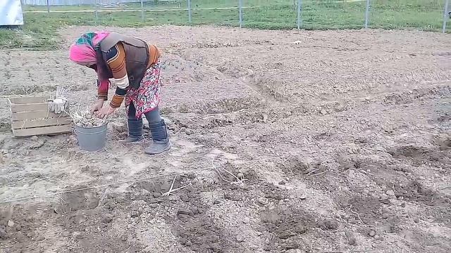 Посадка картофеля под лопату.mp4