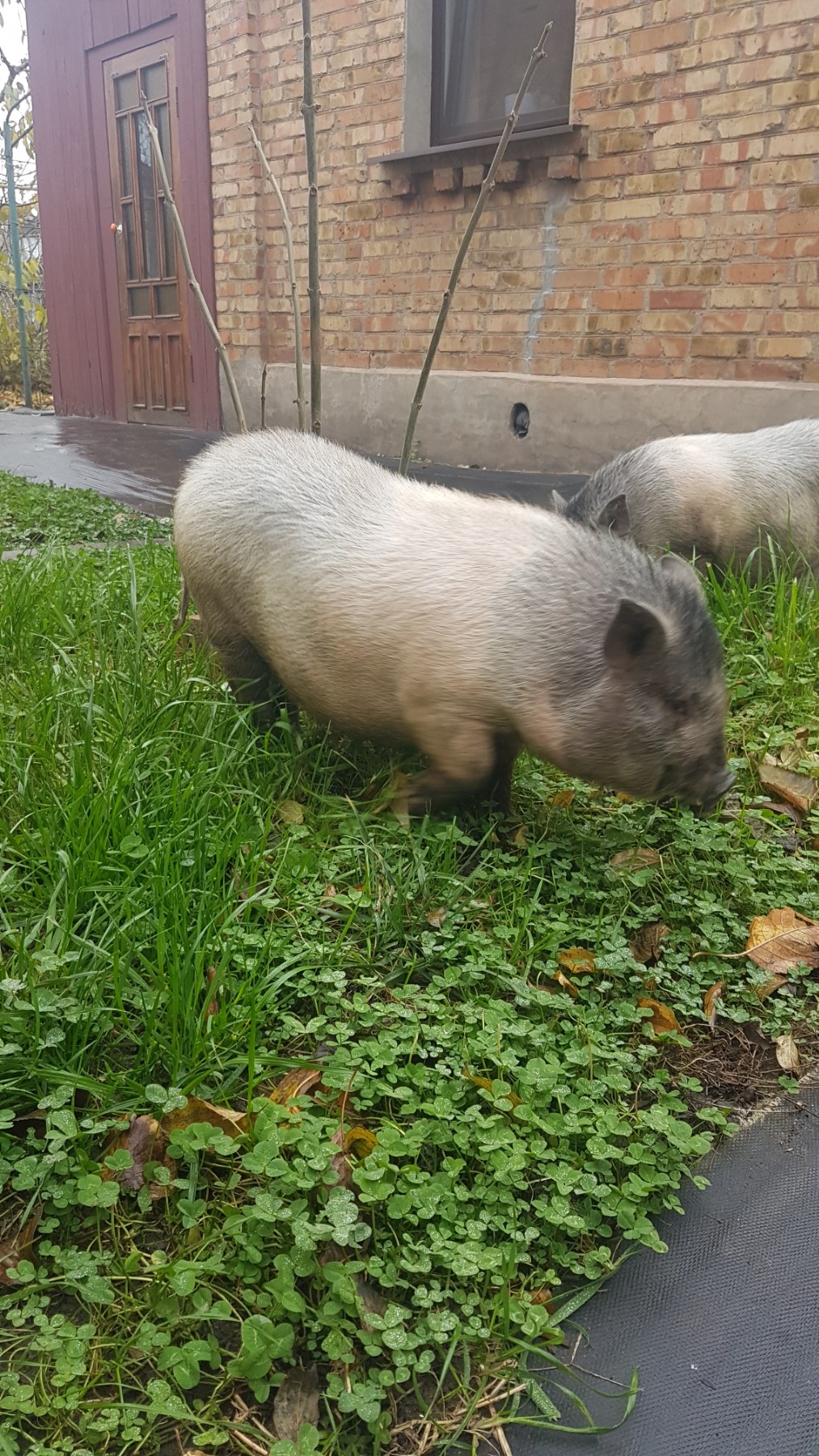 Дикие кабаны наступают! Регулярный поросячий моцион на участке во время уборки хлева (выпас детьми)