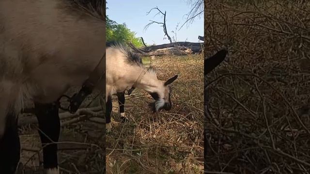 Козёл. Козёл ест вкусняшки)