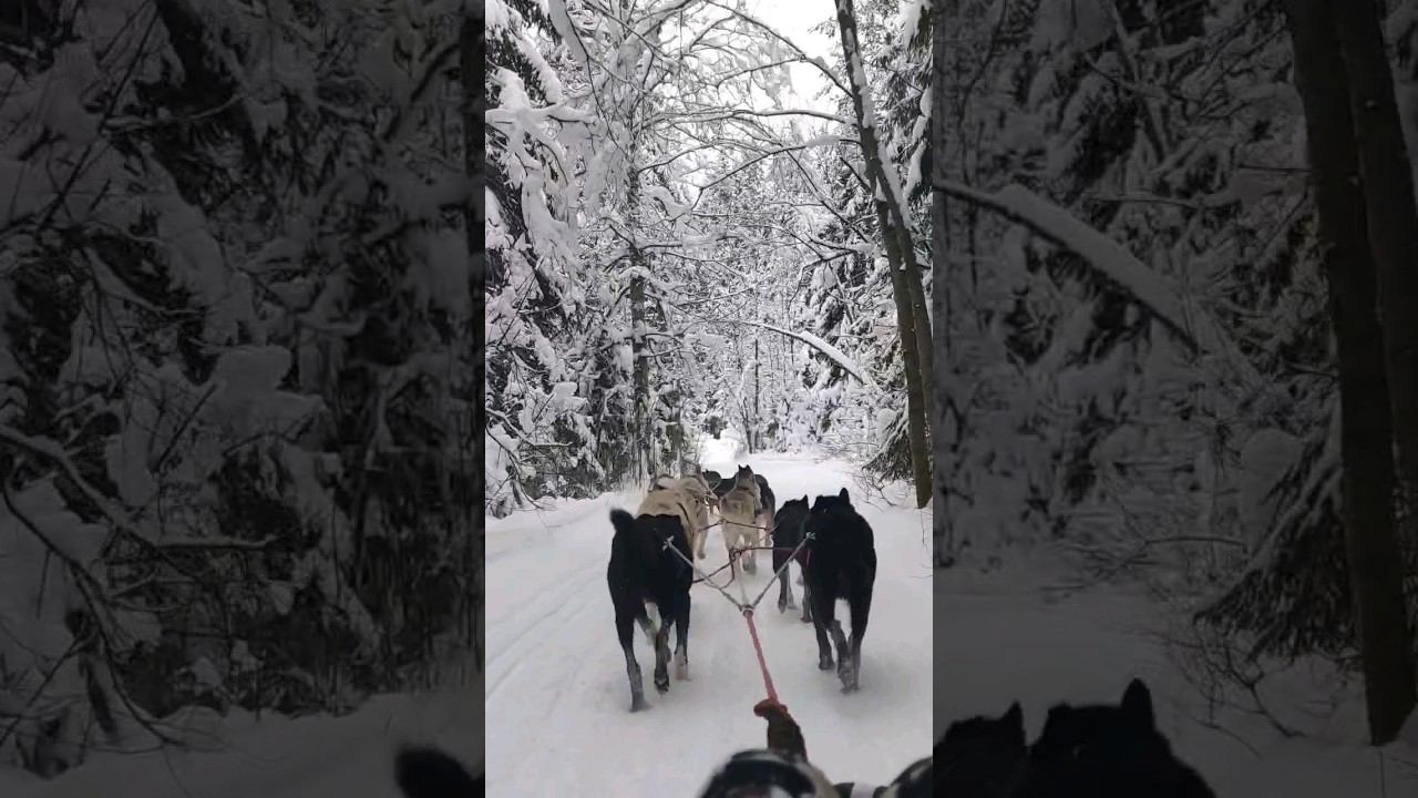 #хаски #собаки #сибирскийхаски #животные #husky