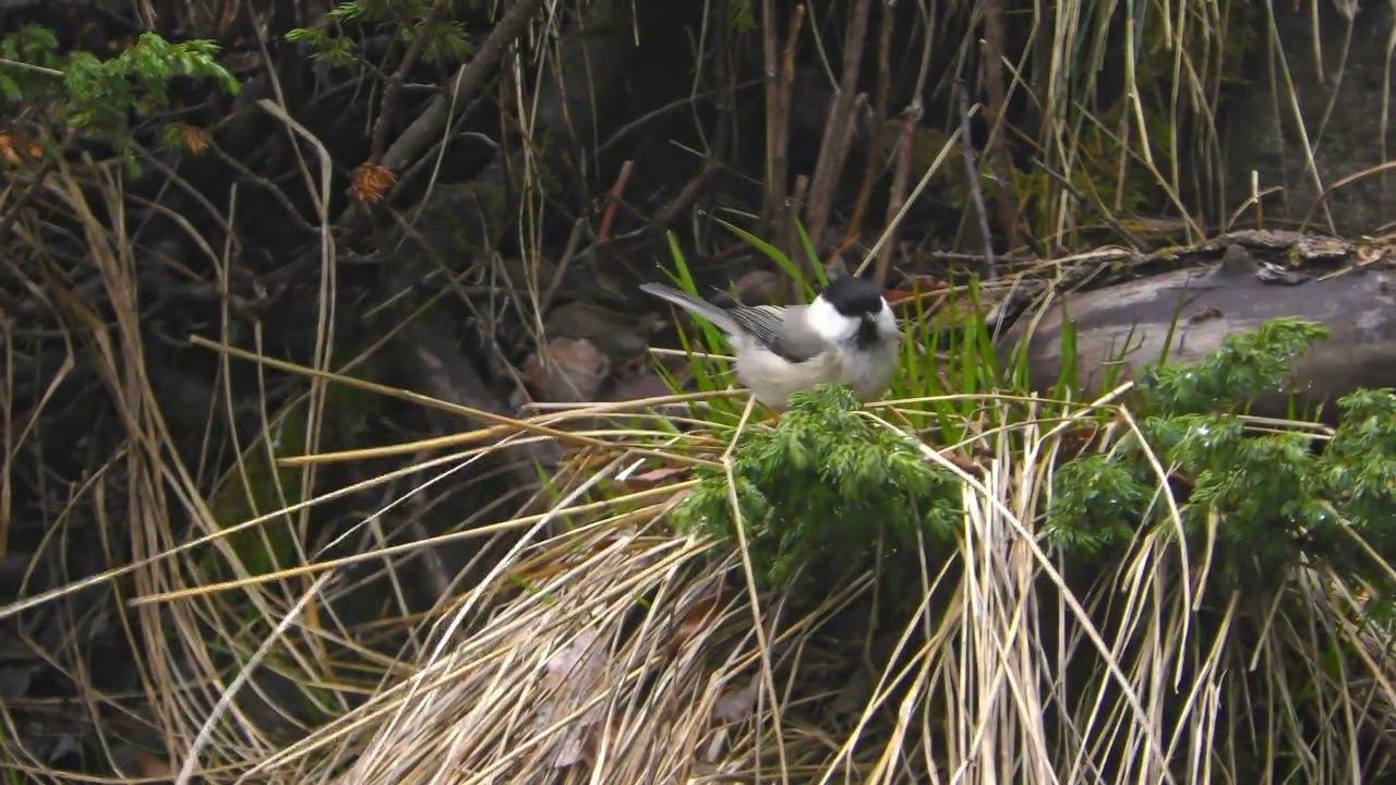 Буроголовая гаичка - Poecile montanus, Parus montanus - Матовоглав синигер