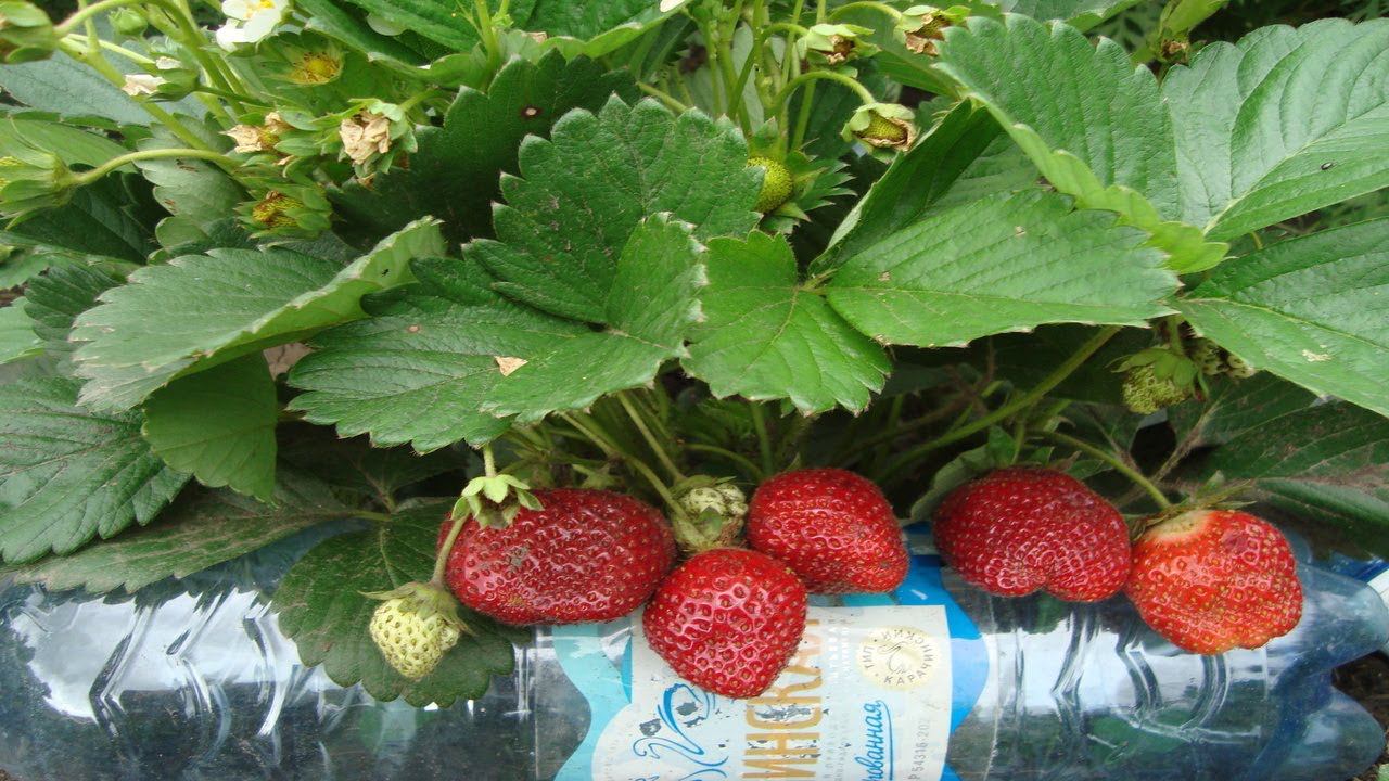 ЗЕМЛЯНИКА ВСЕМИРНЫЙ  ДЕЛИКАТЕС  ВЫРАЩЕННАЯ  ИЗ СЕМЯН, ОТ ВКУСА ЯГОДЫ  ПРИШЛА В НЕОПИСУЕМЫЙ  ВОСТОРГ