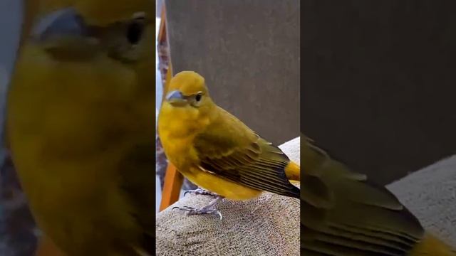 Мексиканский чижик-пыжик.