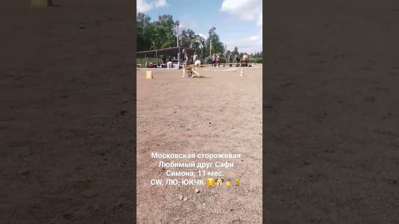 Московская сторожевая Любимый друг Сафи Симона, 6 июля 2024, CW, ЛЮ, ЮКЧК