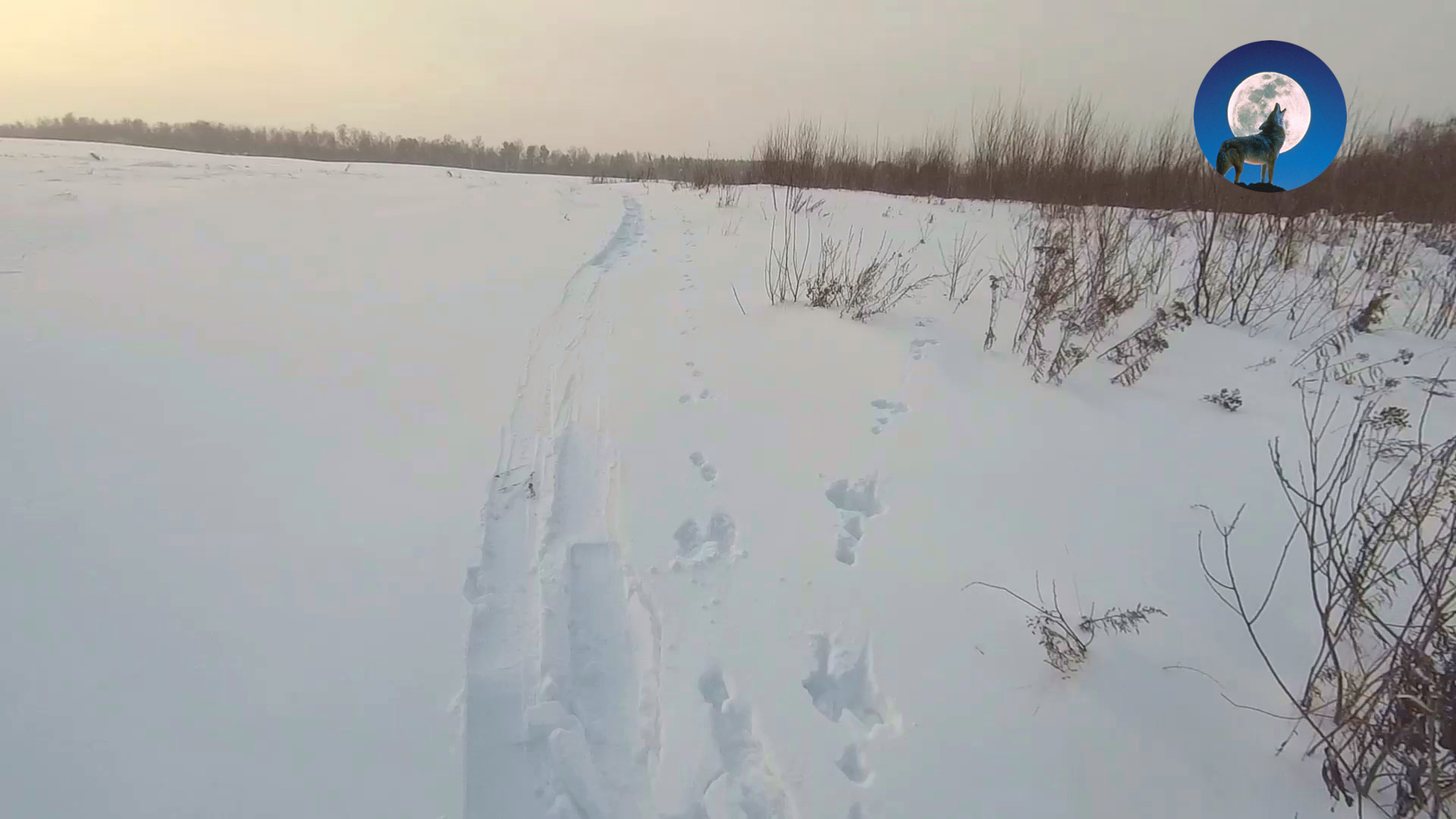 КАК ЗАЯЦ УХОДИТ ОТ ПОГОНИ