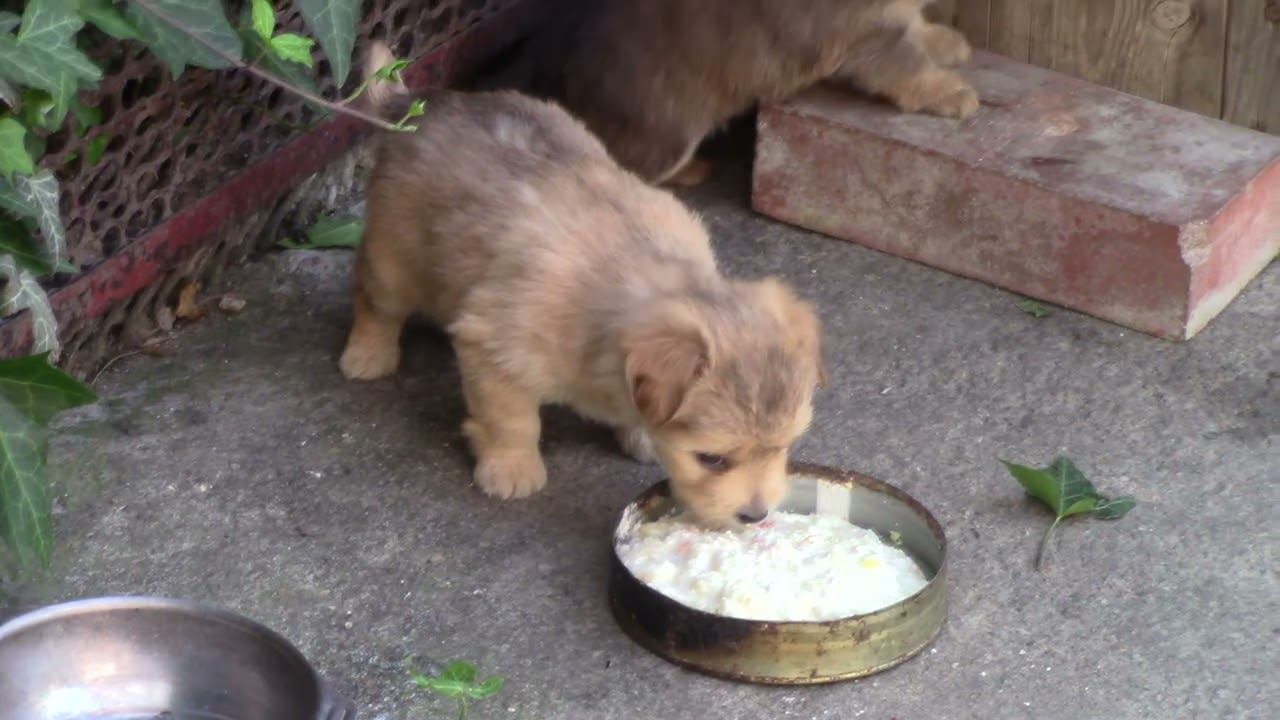 В добрые руки.