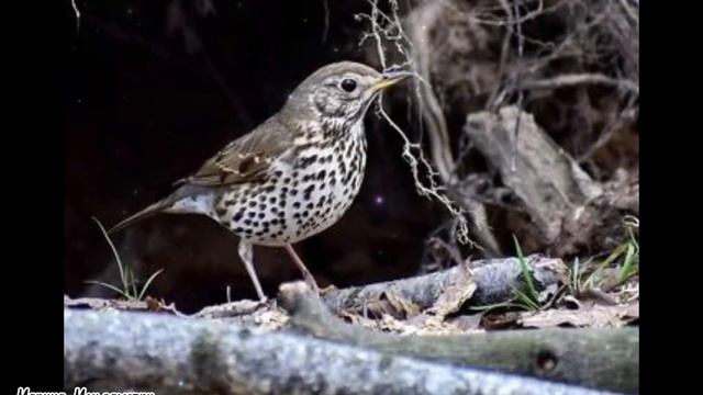 Пение дроздов (Turdus philomelos) избавит человека от депрессии и стресса//Relax-video