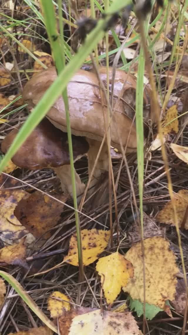 Два сказочных подберёзовика