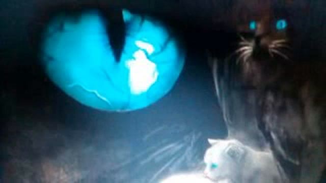 Чернышка Шипицина загадочный зубок песня мя мя мя мя мяу мя