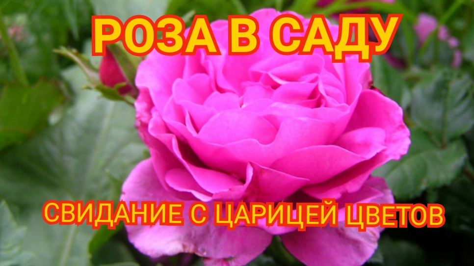 Роза в саду. Свидание с царицей цветов ?.