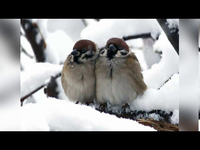 Сергей Есенин "Поет зима – аукает..."