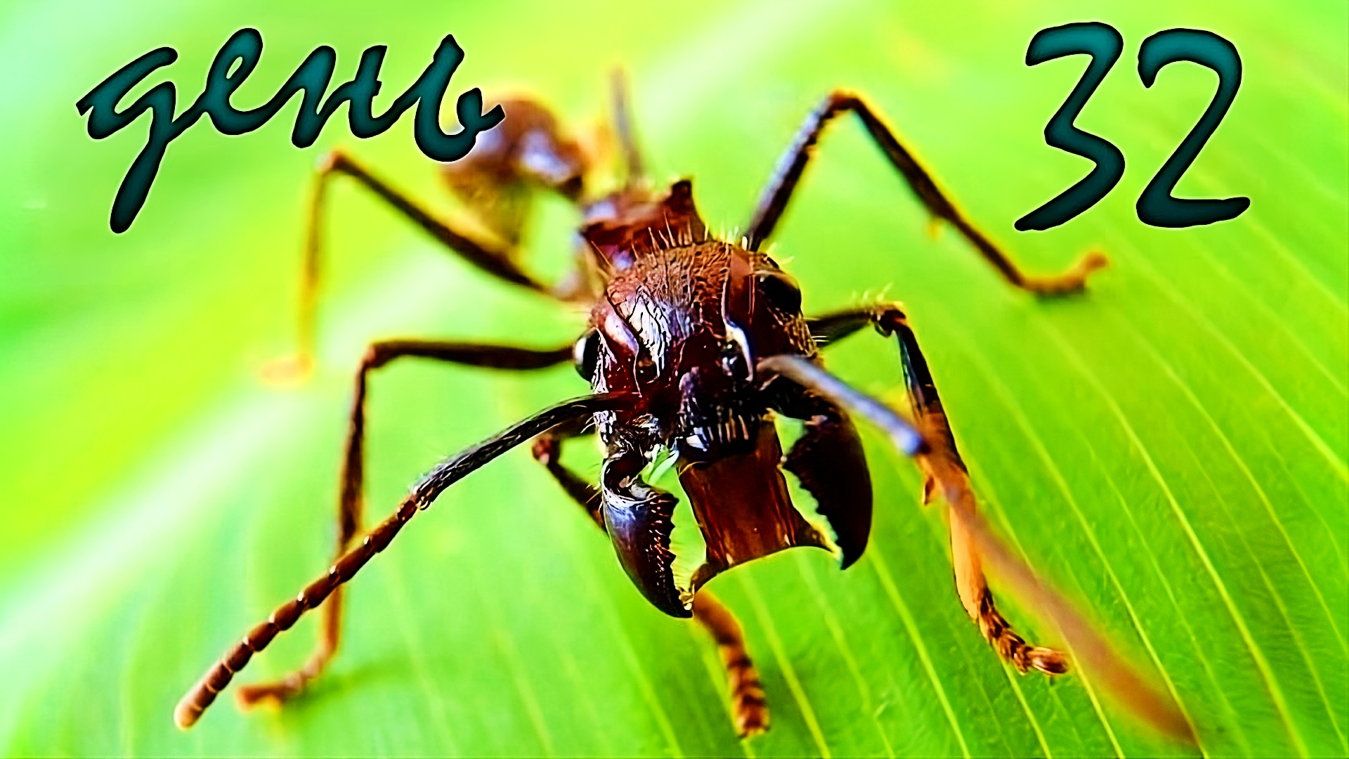 #AnToxiс ? День 3️⃣2️⃣ Муравей ВОЙН ??? #ants #colony  #antlife   @ParaToxic 