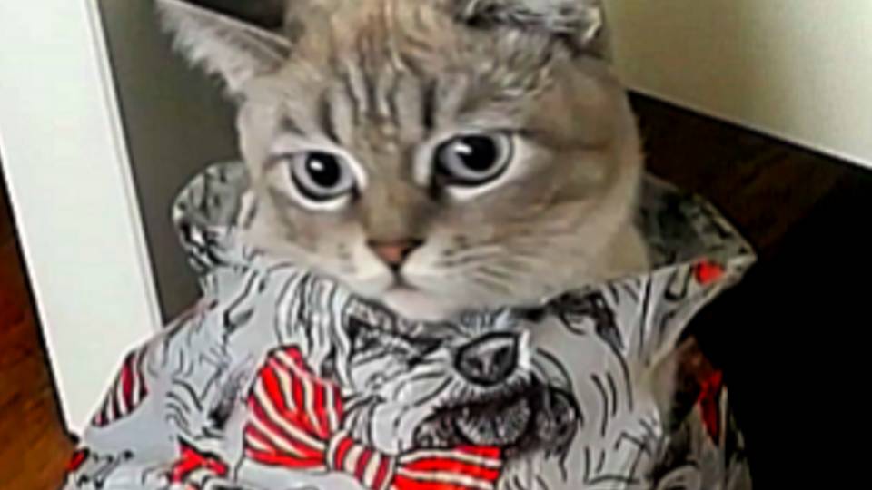 Как же котята любят играть с пакетами!