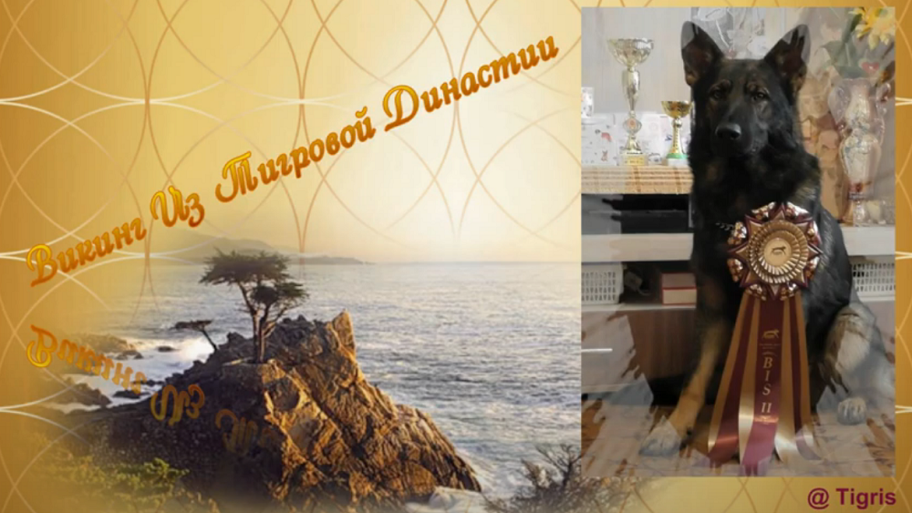 Викинг Из Тигровой Династии