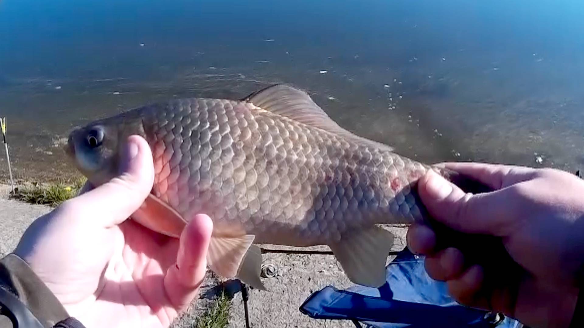 Простейшая насадка для мирной рыбы.