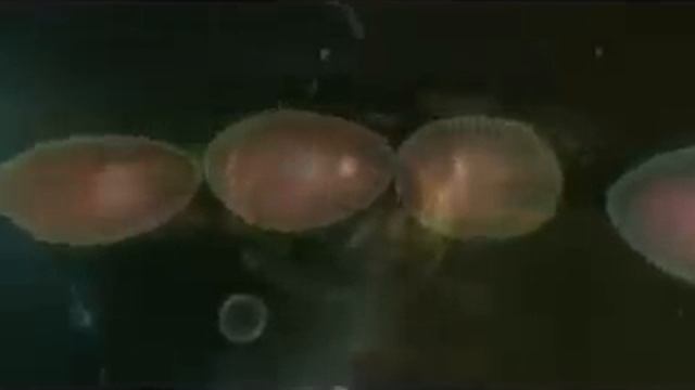 6. Сольфеджио Чудо-медитация (Восстановление ДНК) - 528 Гц