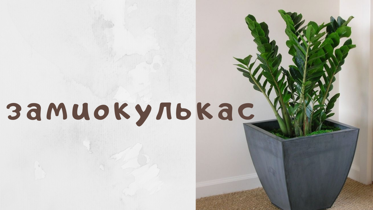 Замиокулькас. Размножение листом