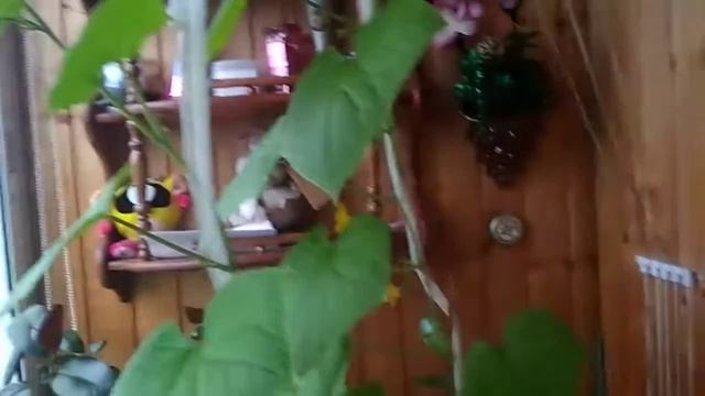 Огурцы дома. 8 сентября 2020 г..mp4