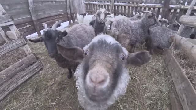 ДЕРЕВЕНСКИЕ БУДНИ _ ЗИМНЯЯ РЫБАЛКА _ ОБЗОР ПОКУПОК.mp4