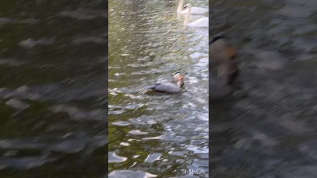 Цапля охотится