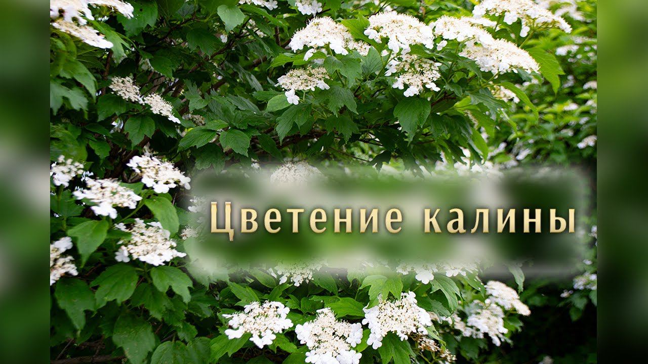 Цветение калины