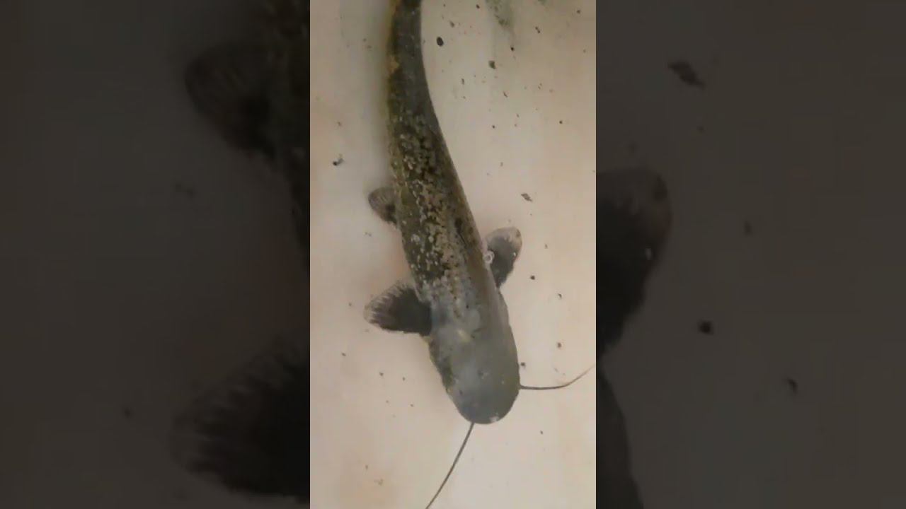 Поймали Крупного Сома Рыбалка в Дагестане