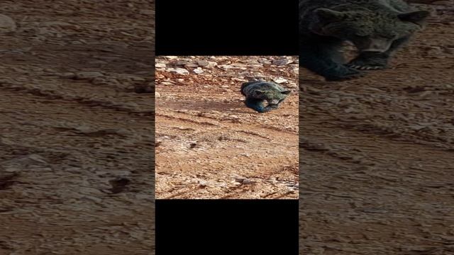 БЕЗСТРАШНЫЙ!.. НО ОСТОРОЖНЫЙ - FEARLESS!.. BUT CAREFUL ?