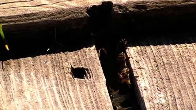 # 4 Водопой пчел. Естественное поение пчел. Как пчелы собирают воду.mp4