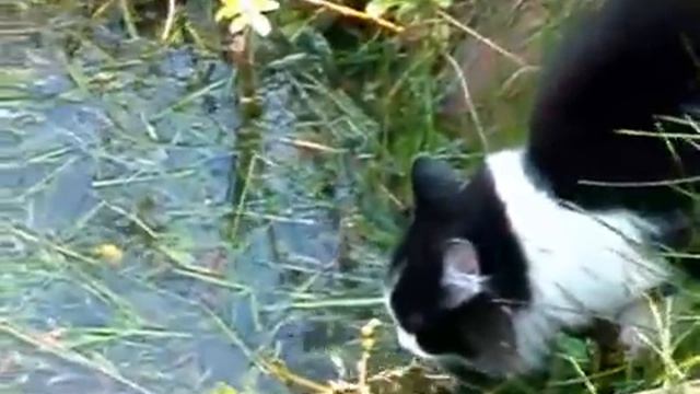 Весна - лето -Springtime - summer- 2009 -1