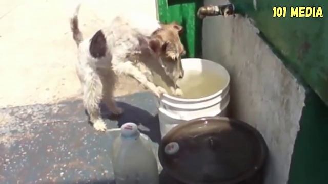 Приколы с собаками