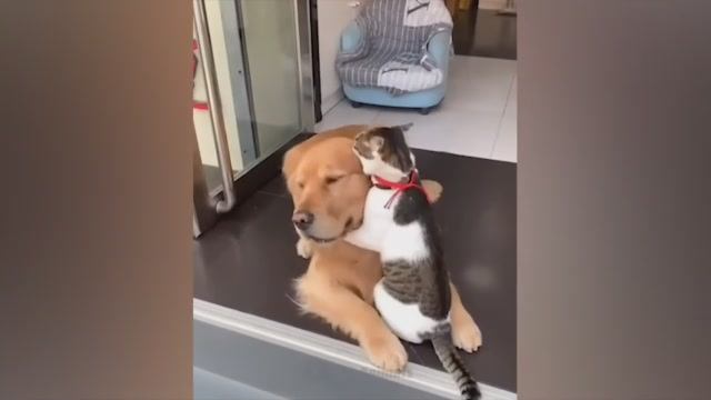 Приколы с котами и собаками #48