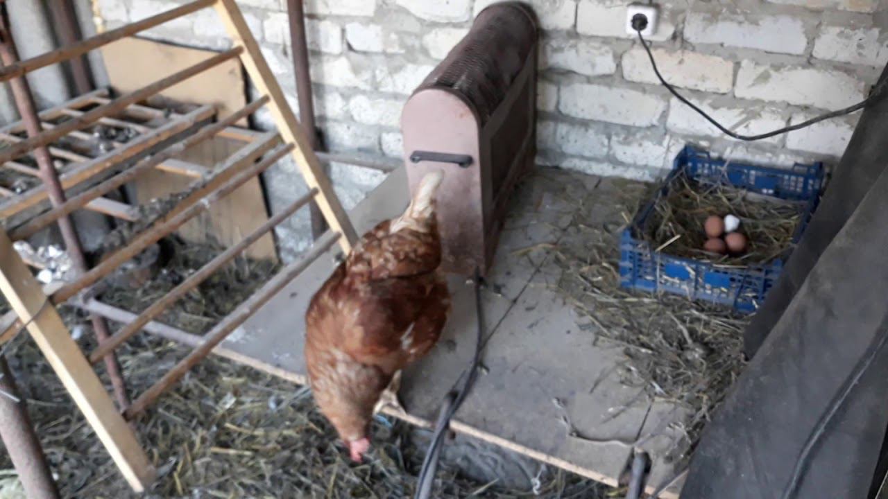 Перевозим кур и козы на зиму из дачи в гараж. Переделка гаража в сарай для коз и кур.