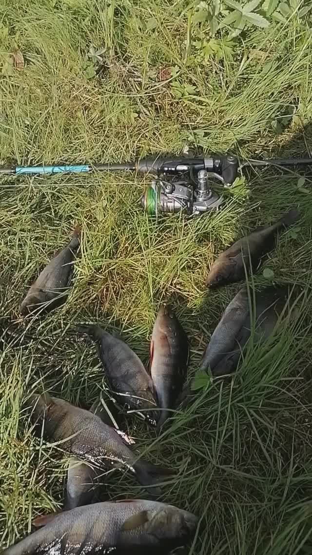 Наловил окуней