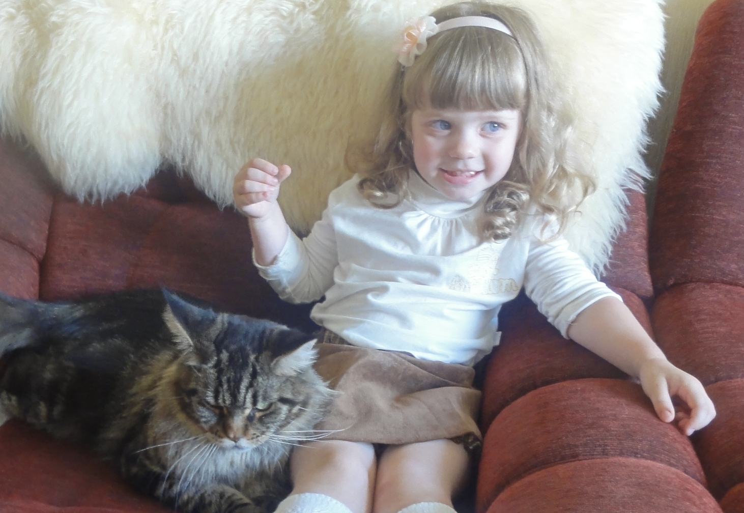 Смешные мейн-кун котята с мамами кошками